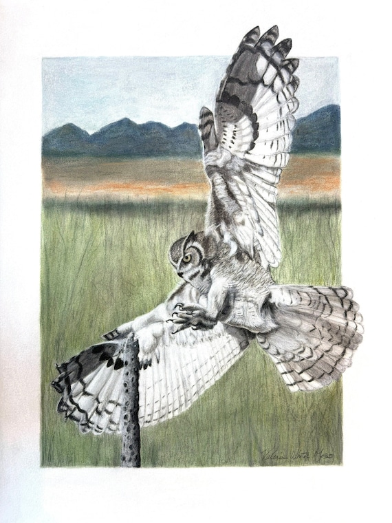 Owl Landing Drawing Powerful Charcoal Drawing Of An Owl Landing.