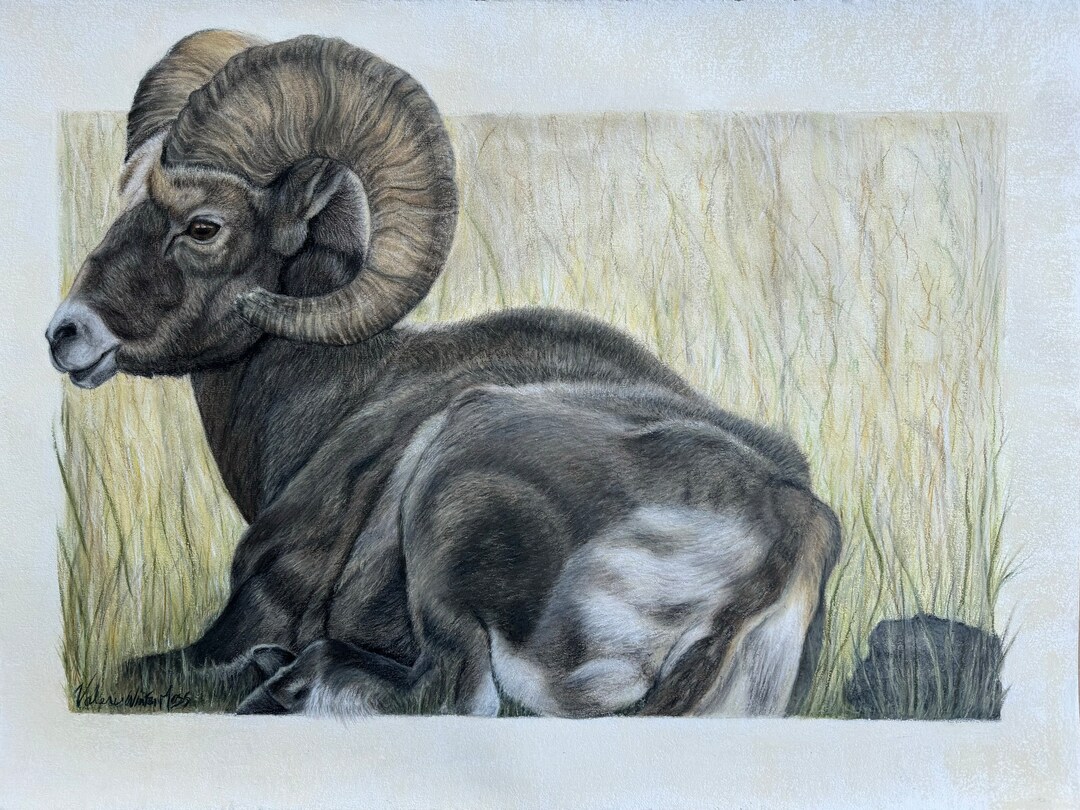 ORIGINAL PASTEL DRAWING Ram Resting - Etsy