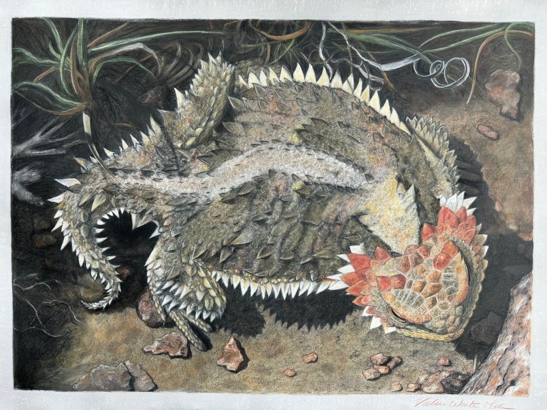 ORIGINAL PASTEL DRAWING Horny Toad - Etsy