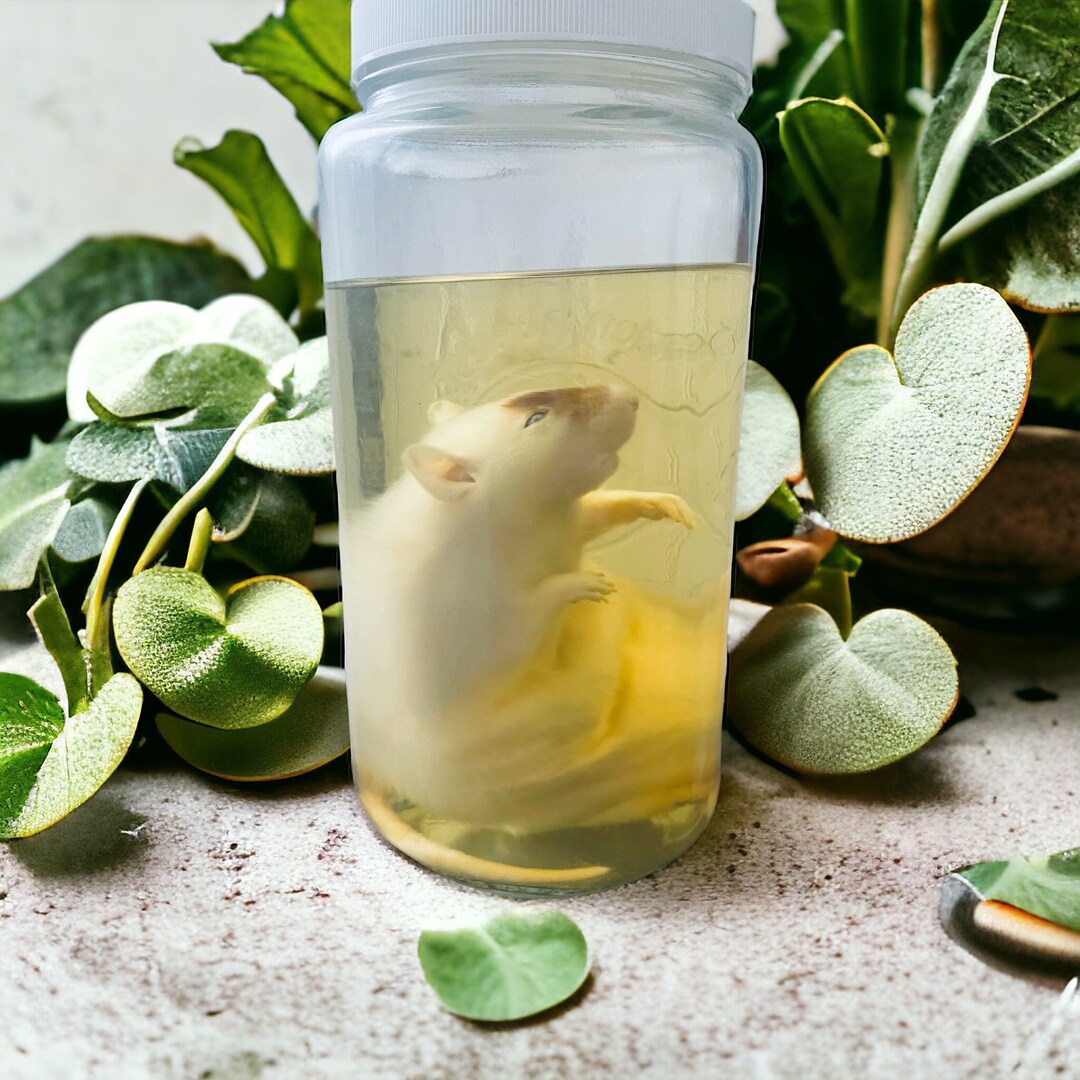 White Rat Wet Specimen - Etsy