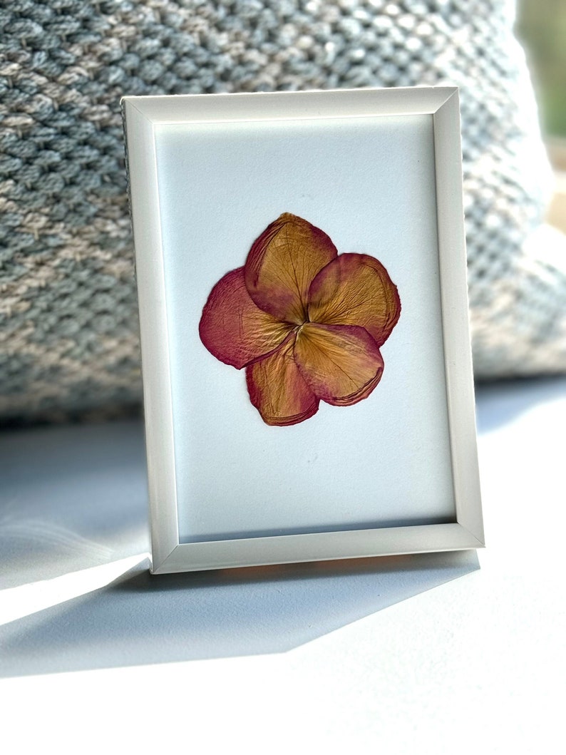 Rose Petal Pressed Flower Frame Real Flowers / Pressed Florals/ White ...