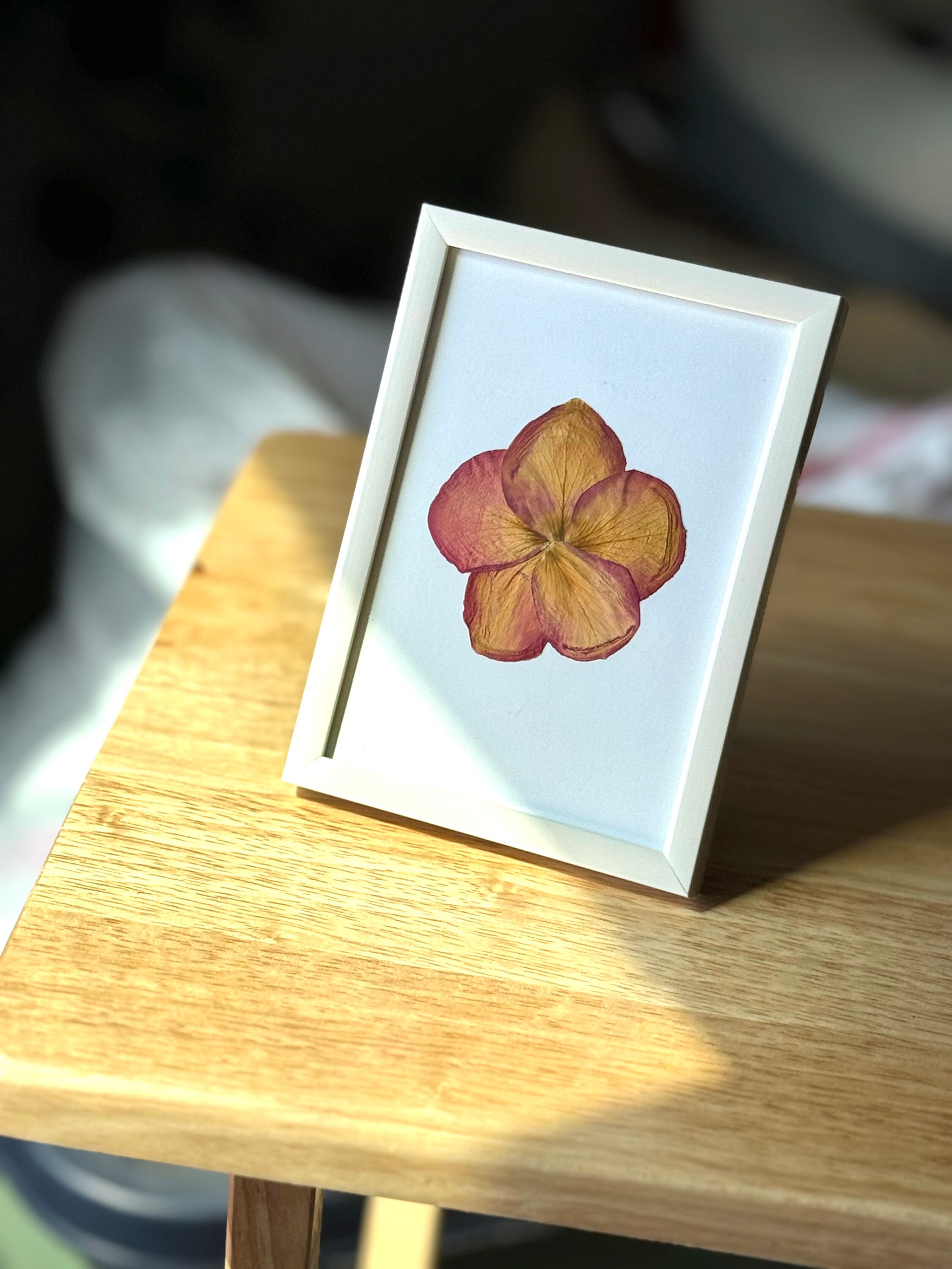 Rose Petal Pressed Flower Frame Real Flowers / Pressed Florals/ White ...