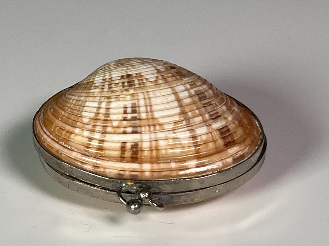 Vintage Natural Callista Clam Shell Hinged Trinket Box - Etsy