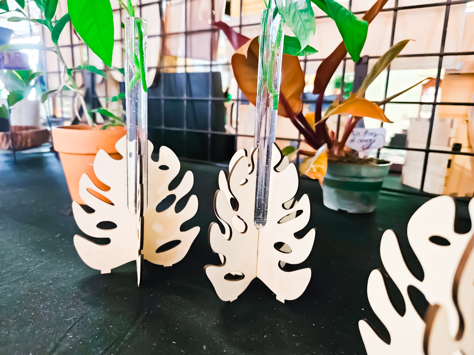 Monstera Leaf Propagation Station Stand Alone Hydro Plant Station for ...