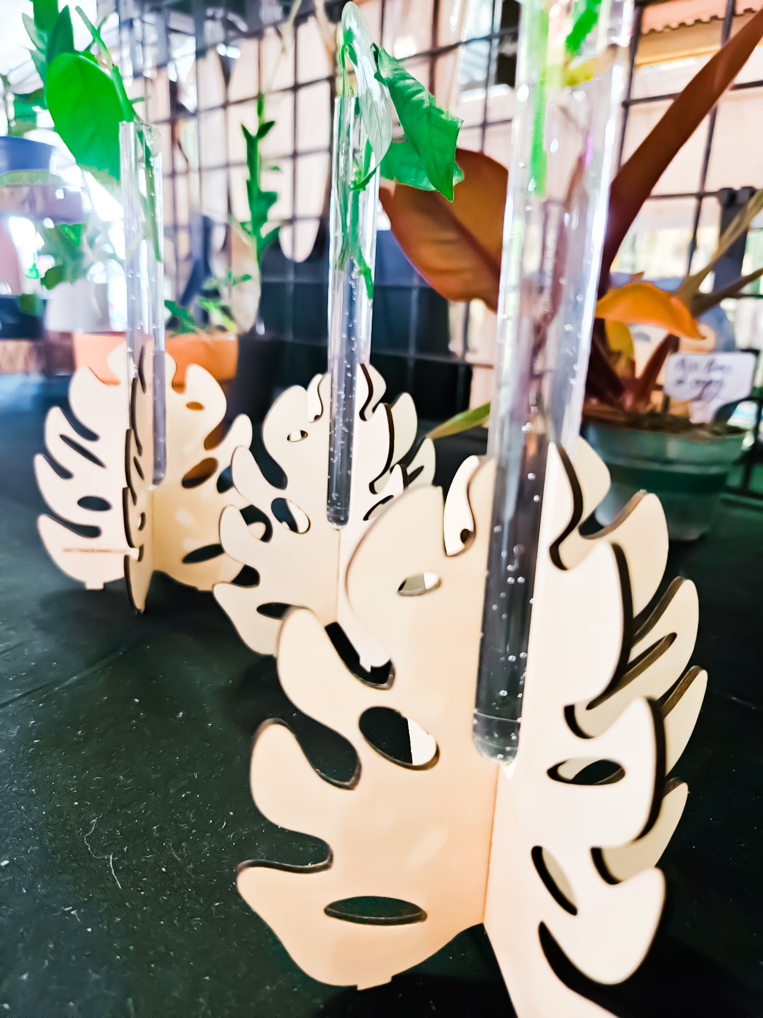 Monstera Leaf Propagation Station Stand Alone Hydro Plant Station for ...
