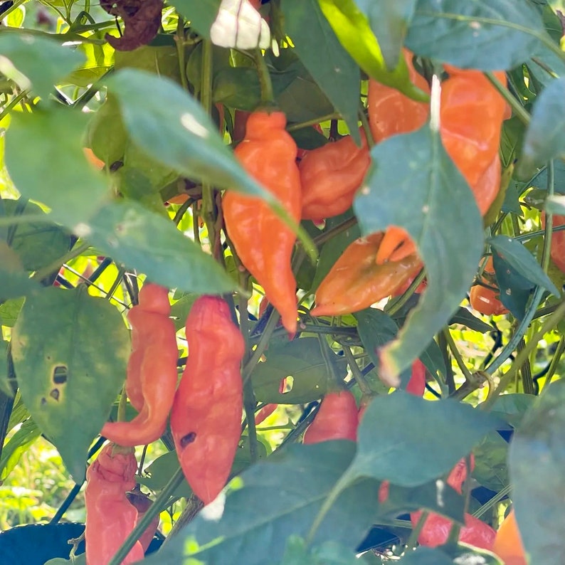 Aji Mango Pepper Seeds - Etsy