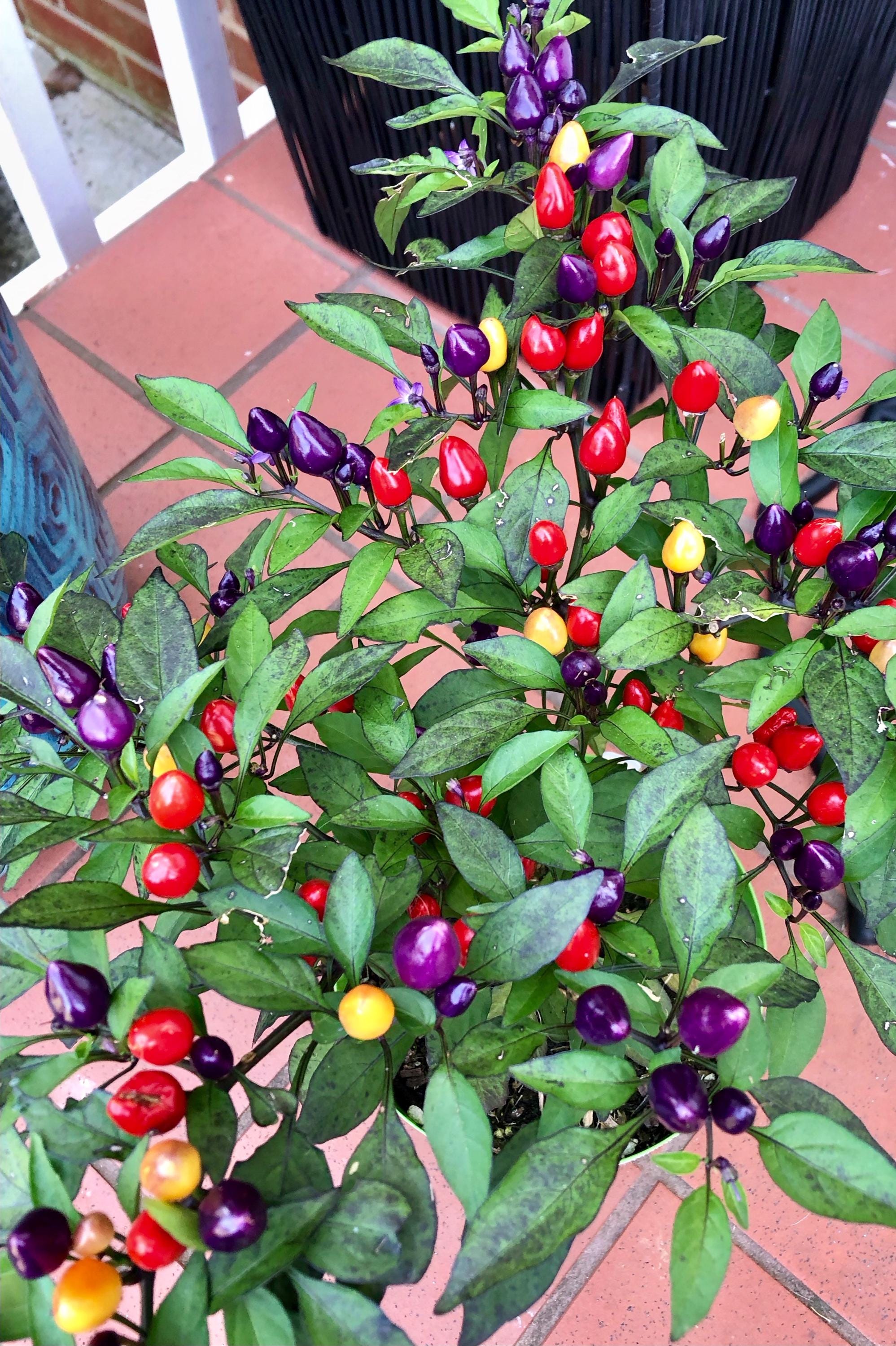 Rare- Bolivian Rainbow Pepper Seeds - Etsy
