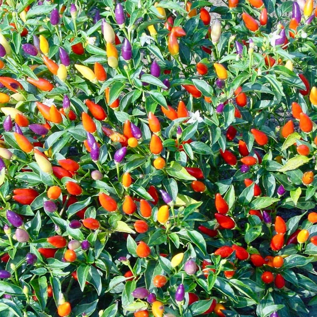Rare- Bolivian Rainbow Pepper Seeds - Etsy