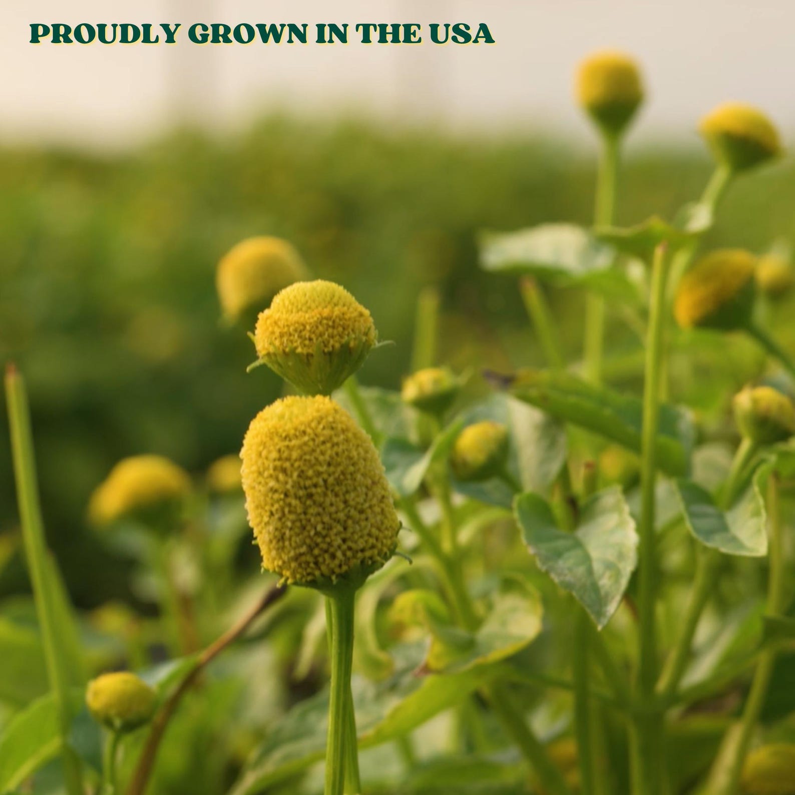 Buzz Buttons Edible Flowers | Freeze Dried | Grown in USA | Buzz Button ...