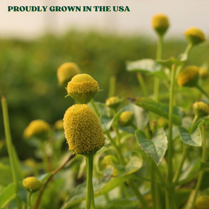 Buzz Buttons Edible Flowers | Freeze Dried | Grown in USA | Buzz Button ...