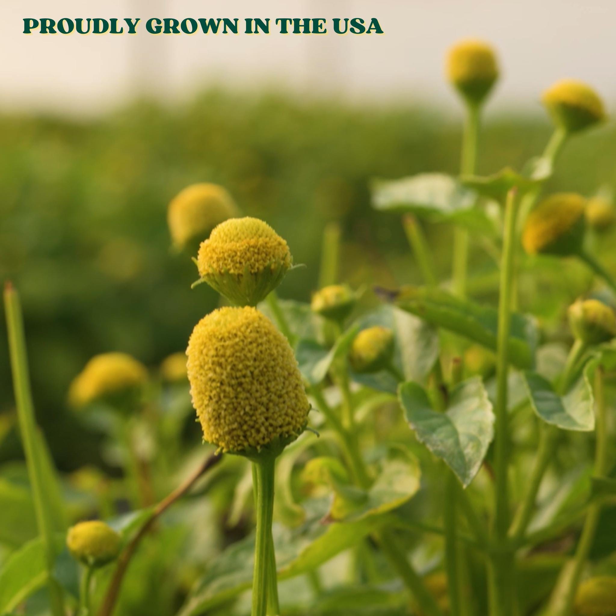 Buzz Buttons Edible Flowers | Freeze Dried | Grown in USA | Buzz Button ...