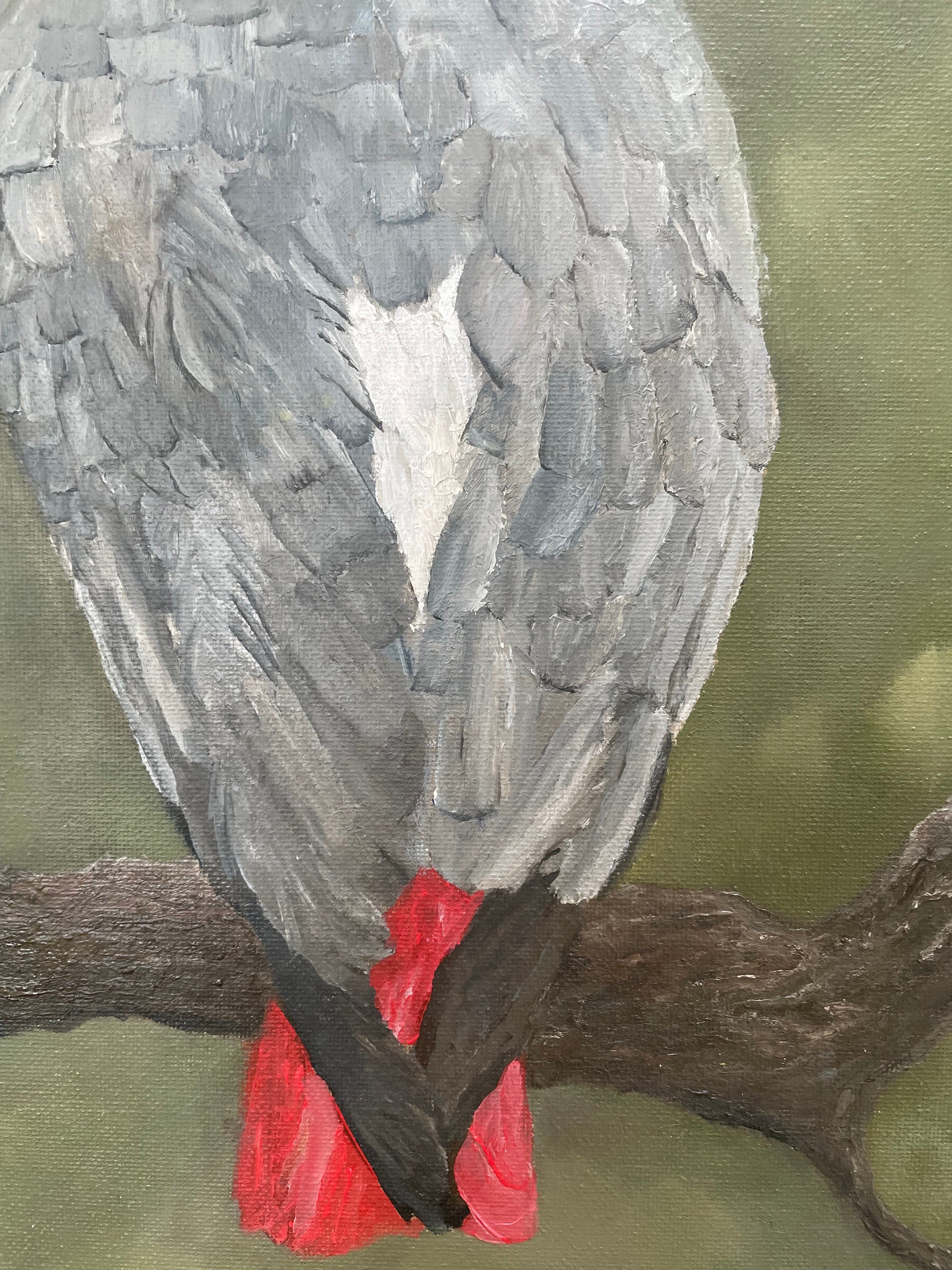 The Gray Parrot (12x16 Original Oil Painting) - Etsy