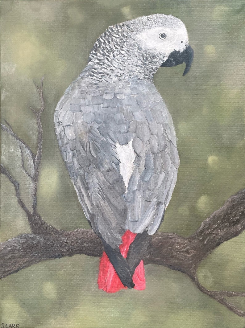 The Gray Parrot (12x16 Original Oil Painting) - Etsy