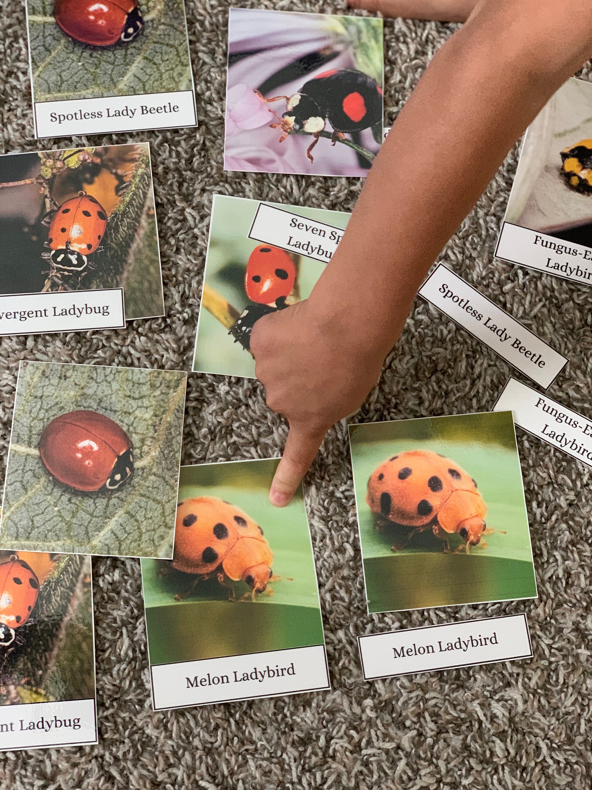 Ladybugs Around the World: A Unit Study on Ladybugs - Etsy