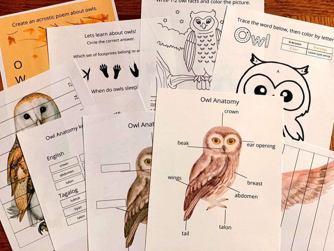 Owl Learning Worksheets for Preschool - 2nd Grade! Homeschool Activity ...