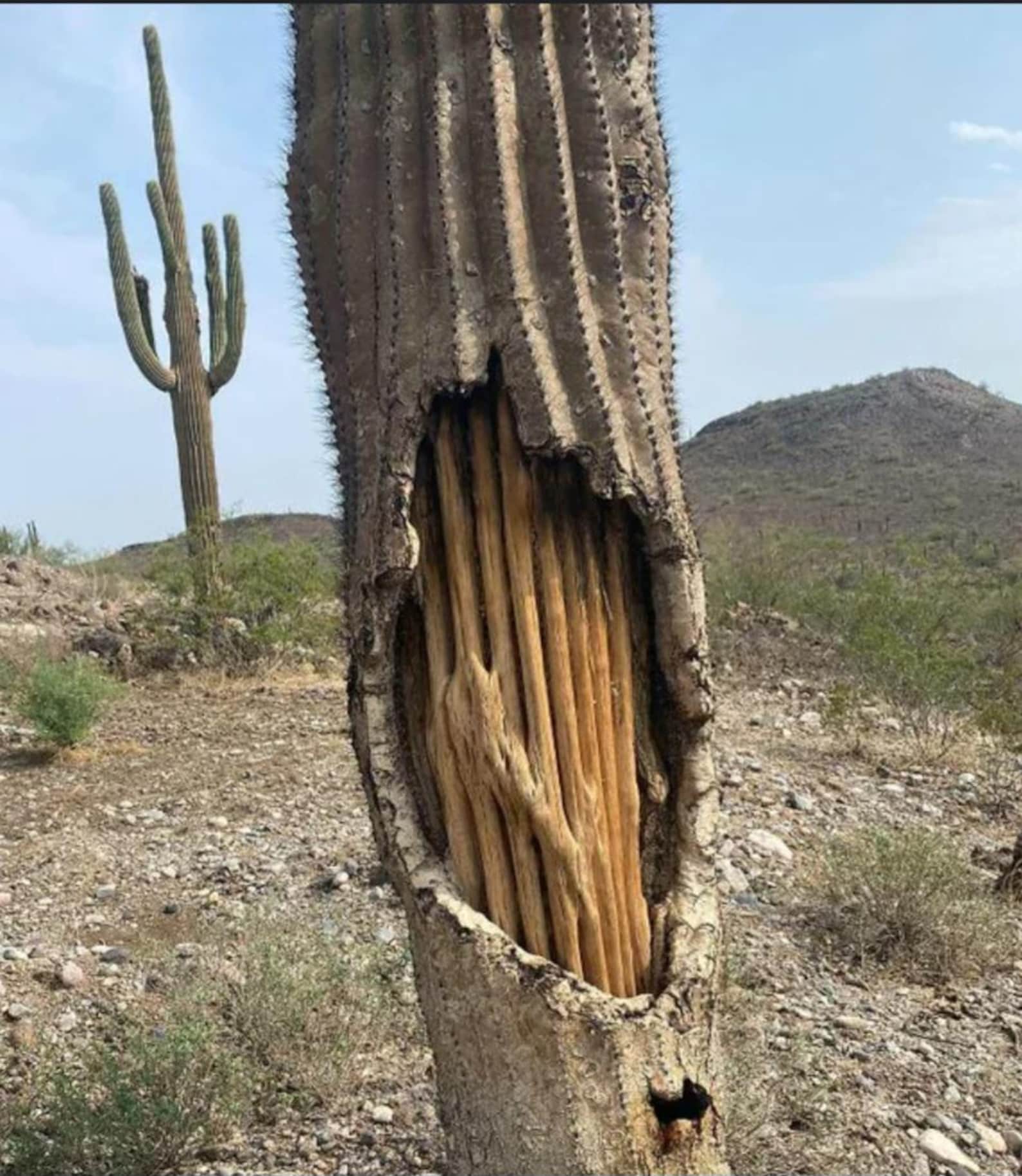 Saguaro Cactus Rib Earrings cati Green Finish All Natural Handmade ...