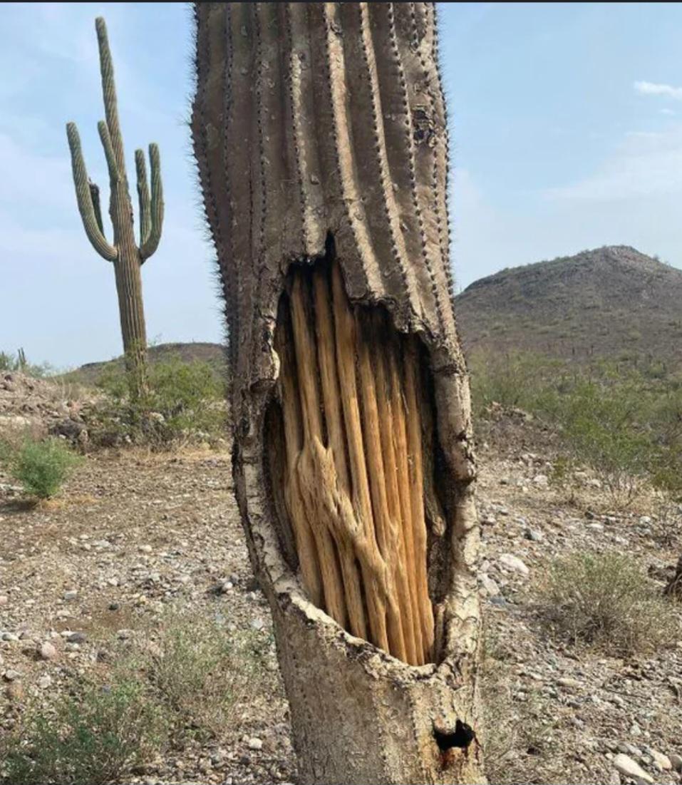 Saguaro Cactus Rib Earrings cati Green Finish All Natural Handmade ...