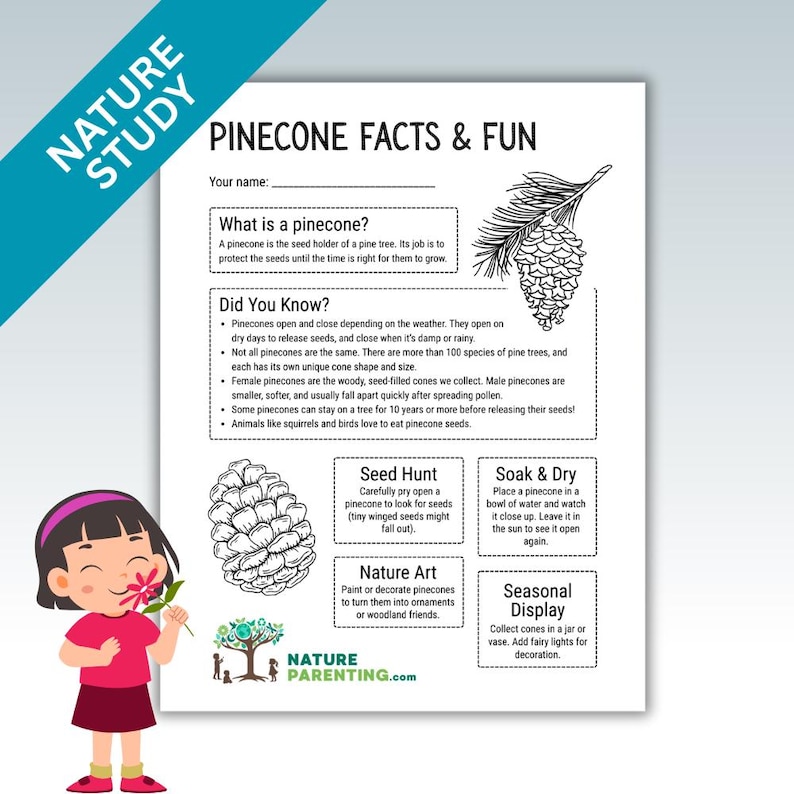 Pinecone Nature Study Activity Sheet: Forest School Printable (PDF ...