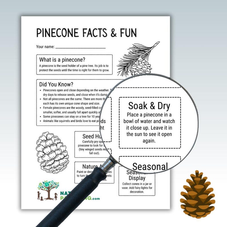 Pinecone Nature Study Activity Sheet: Forest School Printable (PDF ...