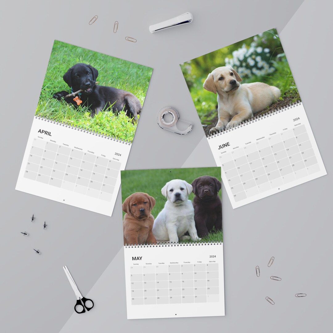 Labrador Puppy Calendar 2024 - Etsy