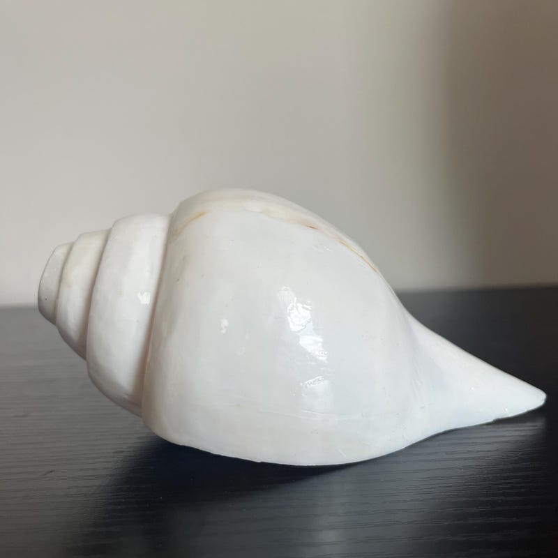 Shankh Shell - Etsy