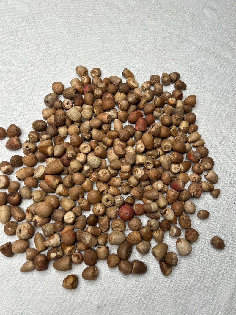 Whole Betel Nut | Sacred Supari for Hindu Pooja Rituals - Etsy