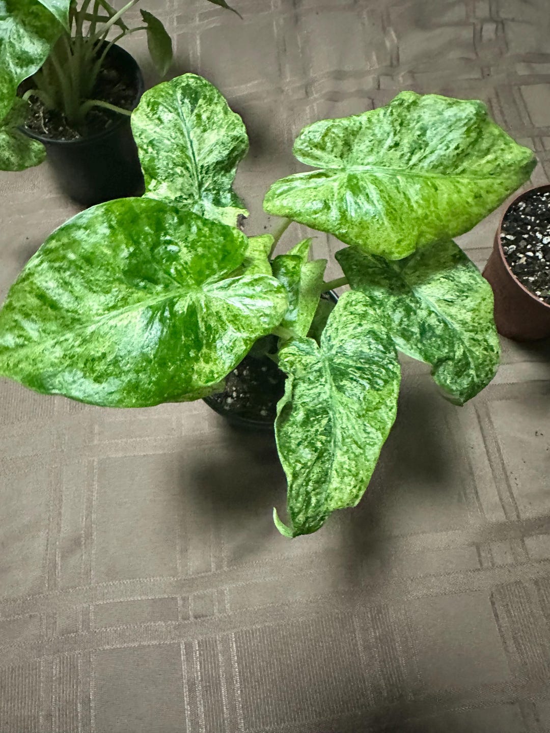 Alocasia Odora Batik - Etsy