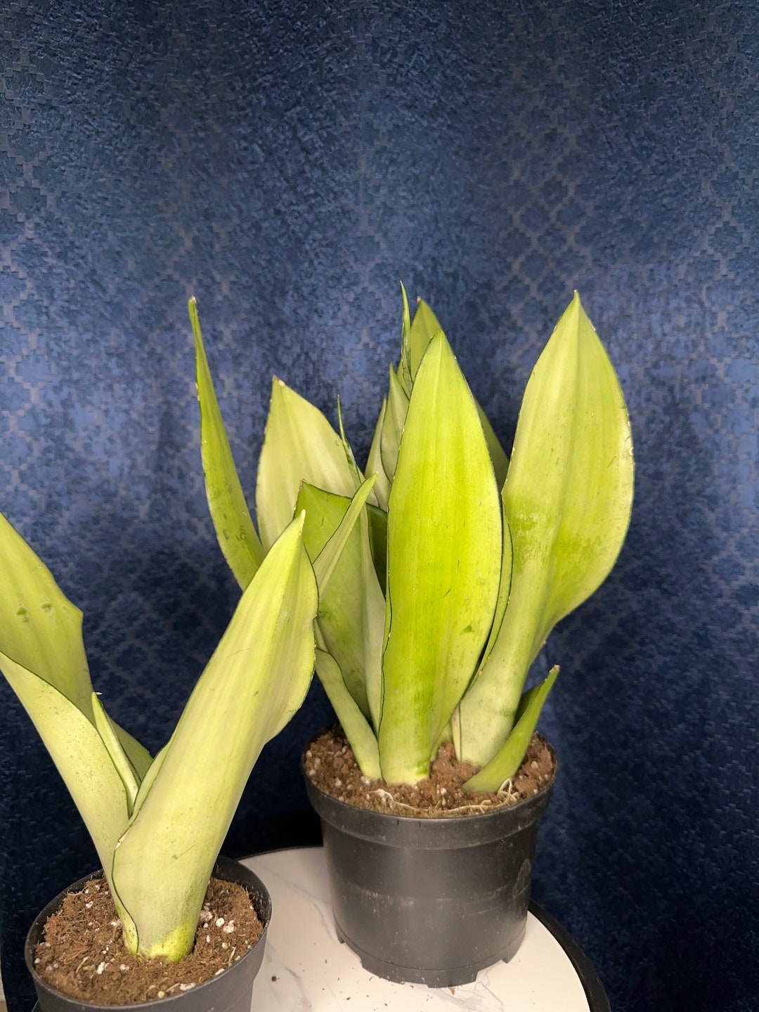 Snake Plant "moonshine" (sansevieria Moonshine) 6-inch Pot - Etsy
