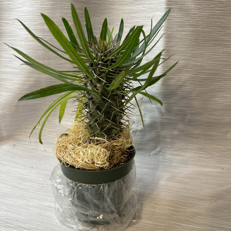 Madagascar Palm - Etsy