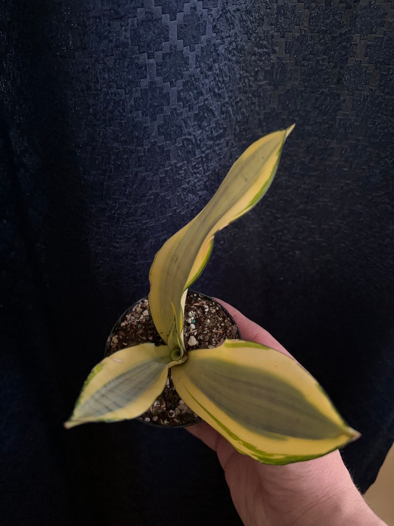 Ghost Snake Plant sansevieria Ghost 4-inch Pot Houseplant - Etsy