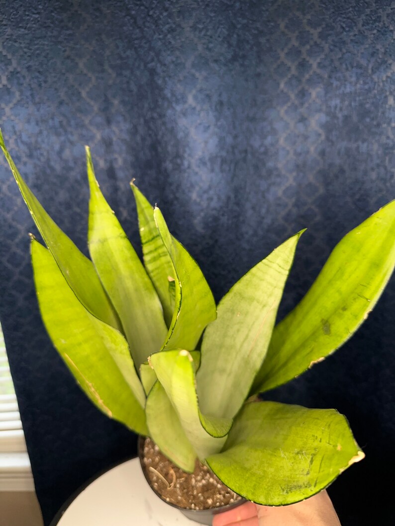 Snake Plant "moonshine" (sansevieria Moonshine) 6-inch Pot - Etsy