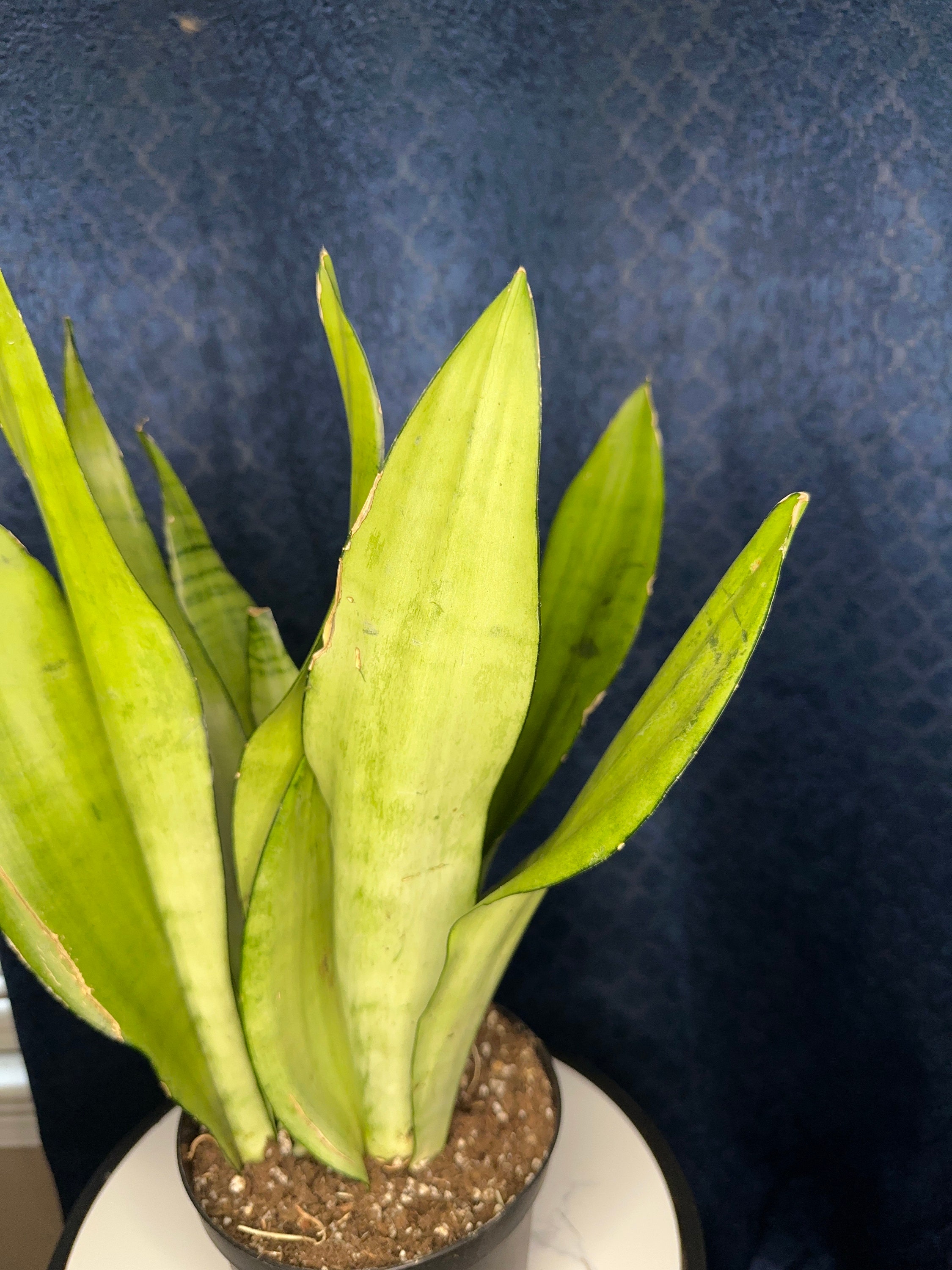 Snake Plant "moonshine" (sansevieria Moonshine) 6-inch Pot - Etsy