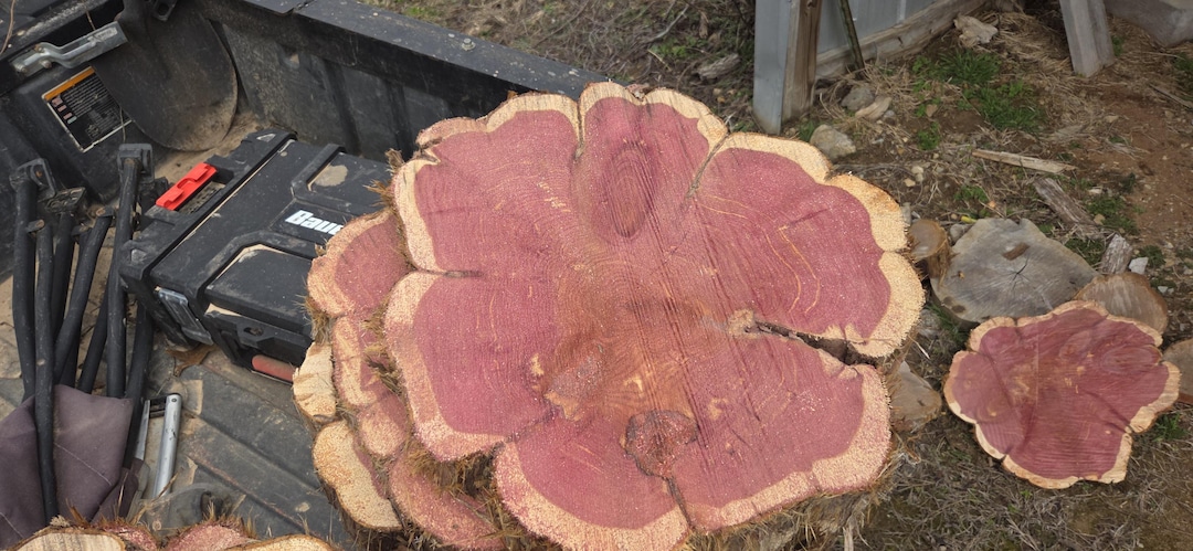 XL Eastern Red Cedar Wood Cookies – Aromatic Rustic Log Slices 2" Thick ...