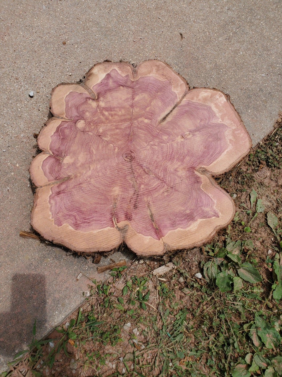 Extra Large Cedar Log Cookies Cut to Order - Etsy