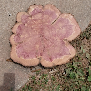 Extra Large Cedar Log Cookies Cut to Order - Etsy