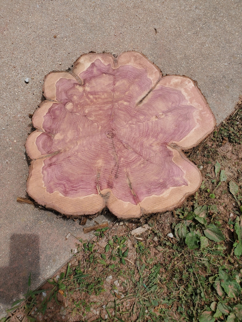 Extra Large Cedar Log Cookies Cut to Order - Etsy