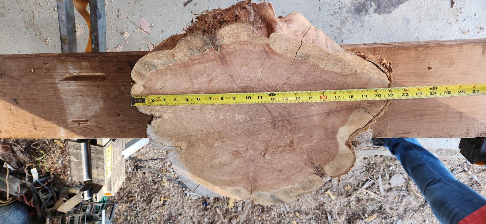 Extra Large Cedar Log Cookies Cut to Order - Etsy