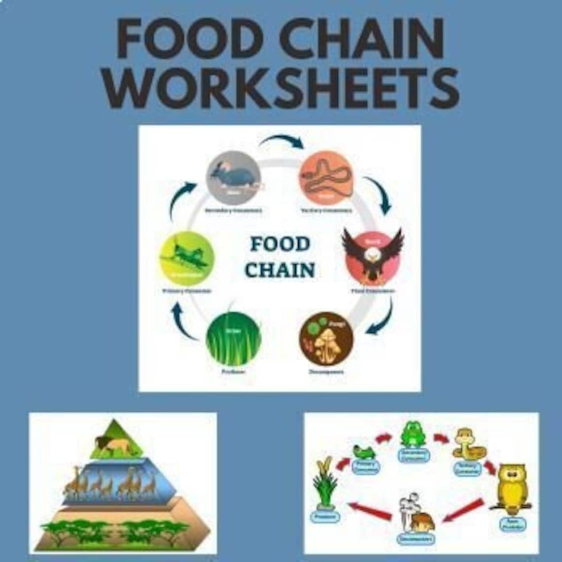 Food Chain Printable Worksheets for Grade 1,2,3 Science Printable for ...