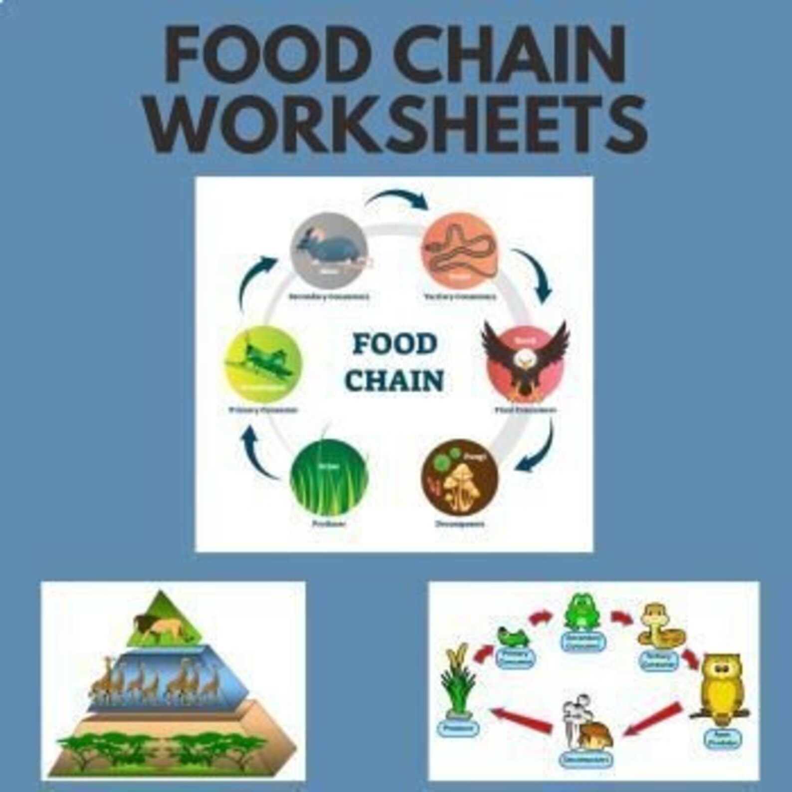Food Chain Printable Worksheets for Grade 1,2,3 Science Printable for ...