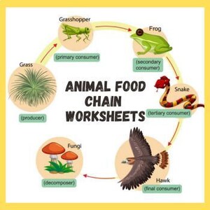 Animal Food Chain Habitat Printable Worksheets for Kids Food Chain ...