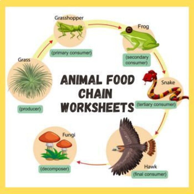 Animal Food Chain Habitat Printable Worksheets for Kids Food Chain ...