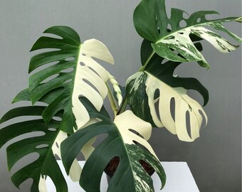 Monstera Sectoral Albo Variegated Plant With Pot Indoor Outdoor Gift - Etsy