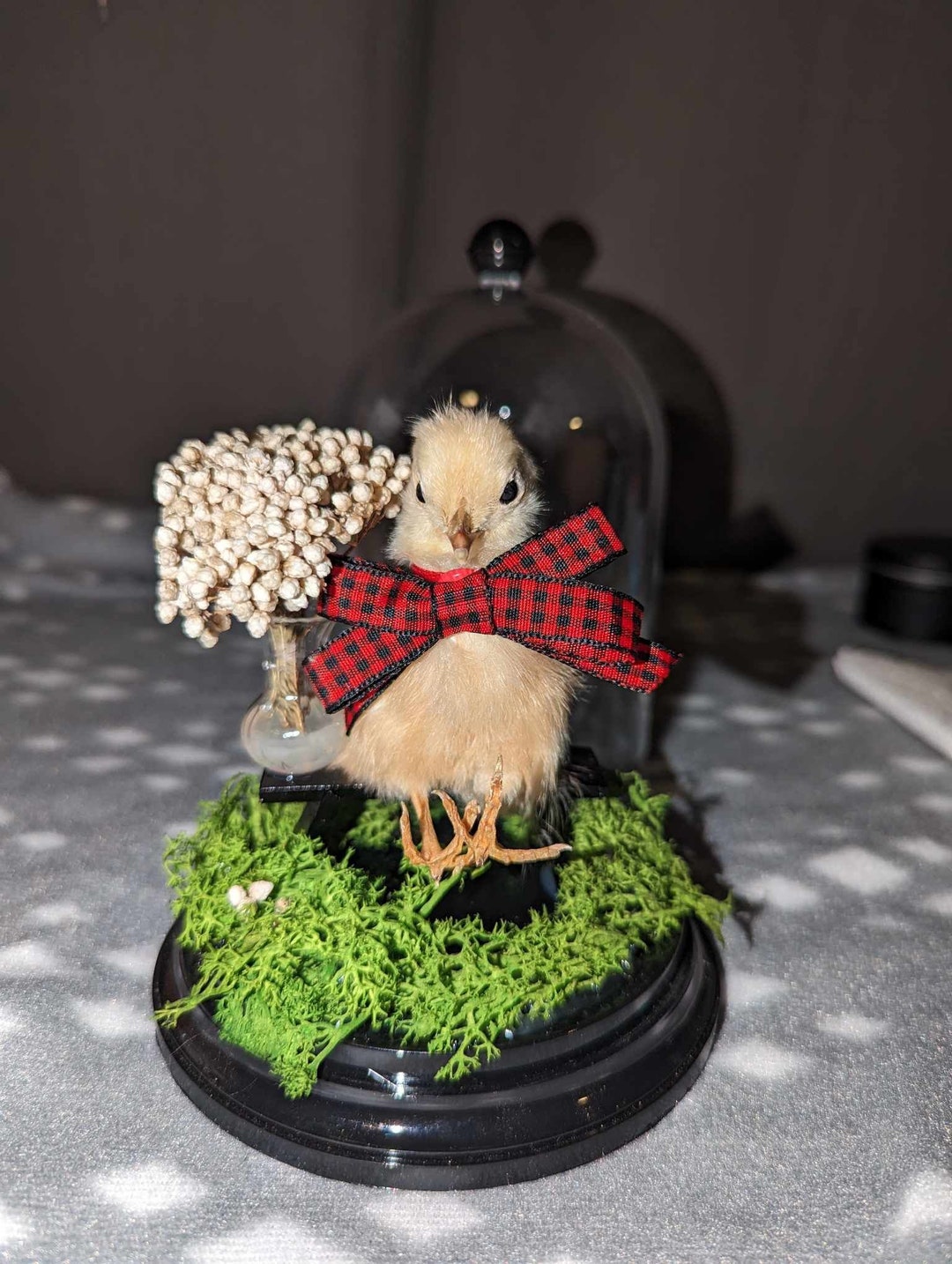 All Dolled up Duckling, Taxidermy, Duck Lovers, Baby Duck, Oddity ...