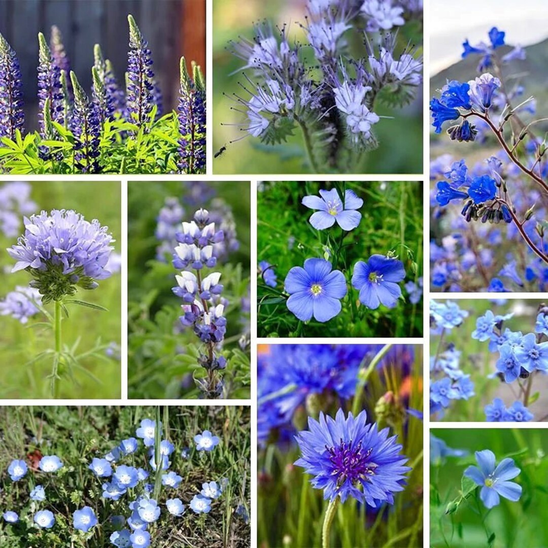 200 Blue Wildflower Mix Seeds. Ships Free - Etsy