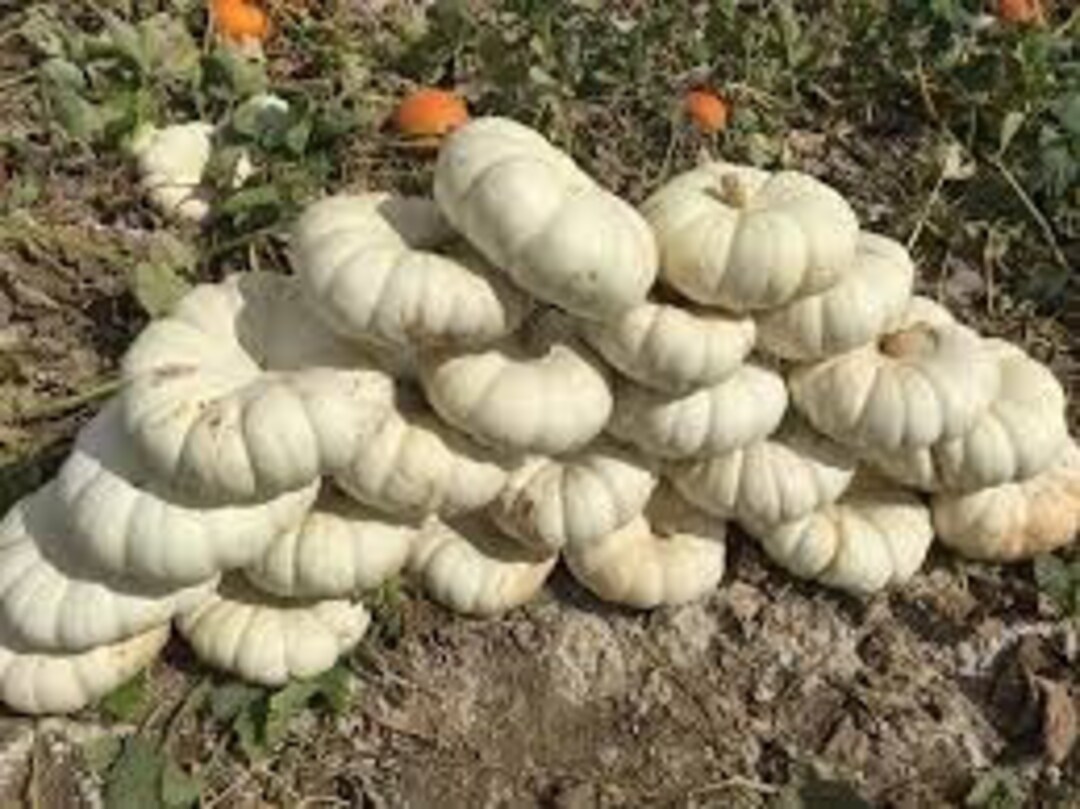 10 White Boer Stackable Pumpkin Seeds. Ships Free - Etsy