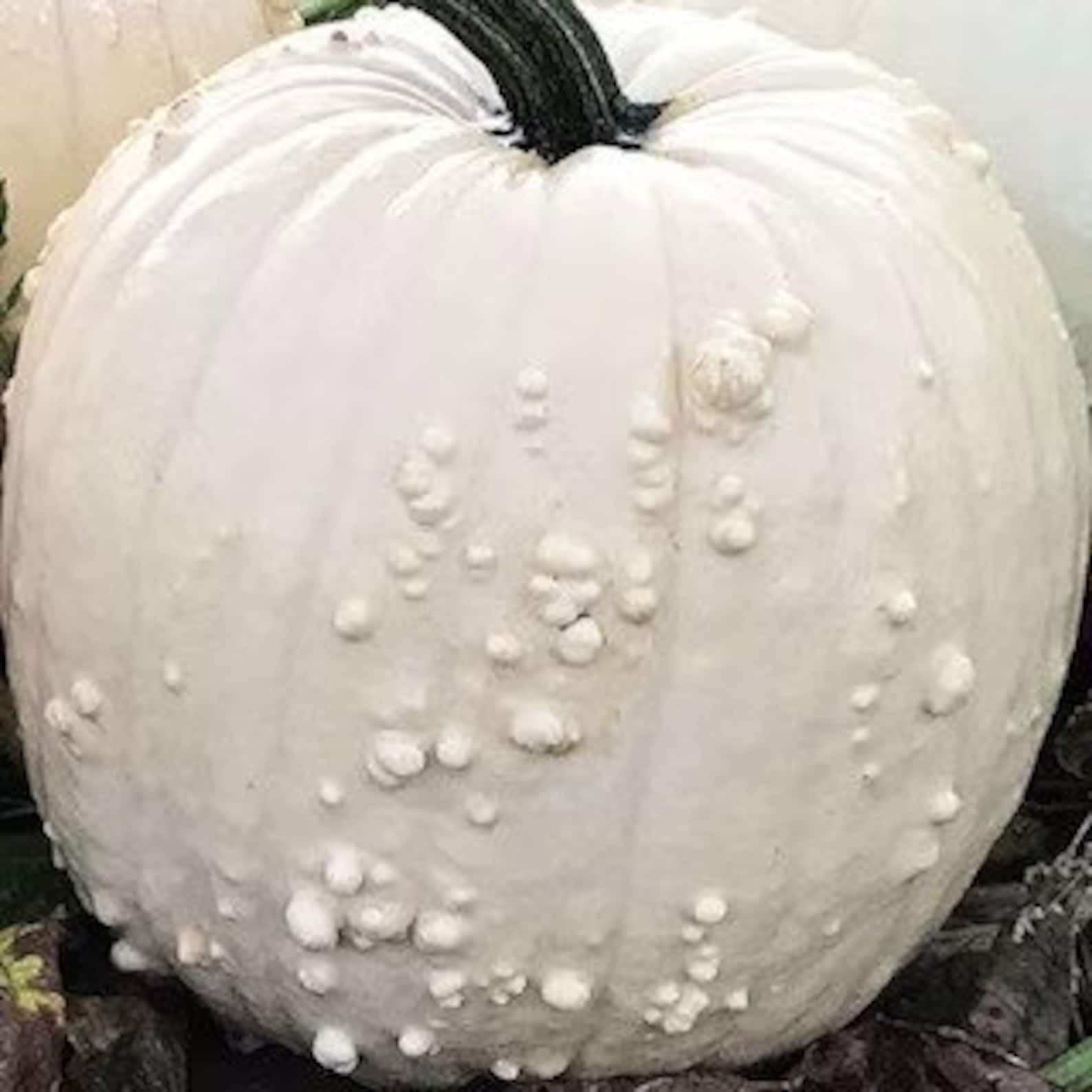 10 Specter Pumpkin Seeds. Ships Free - Etsy