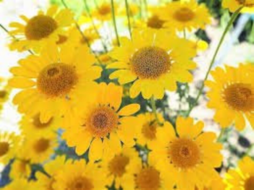 50 Golden Marguerite Daisy Seeds. Ships Free - Etsy