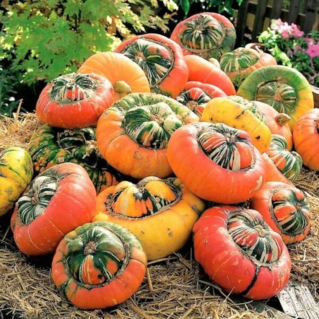 10 Turks Turban Squash Seeds. Ships Free - Etsy