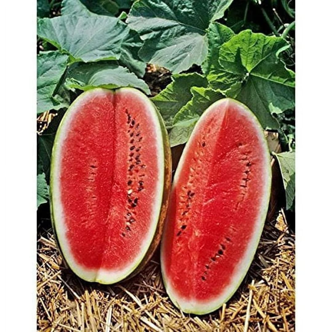 25 Sangria Watermelon Seeds. Ships Free - Etsy
