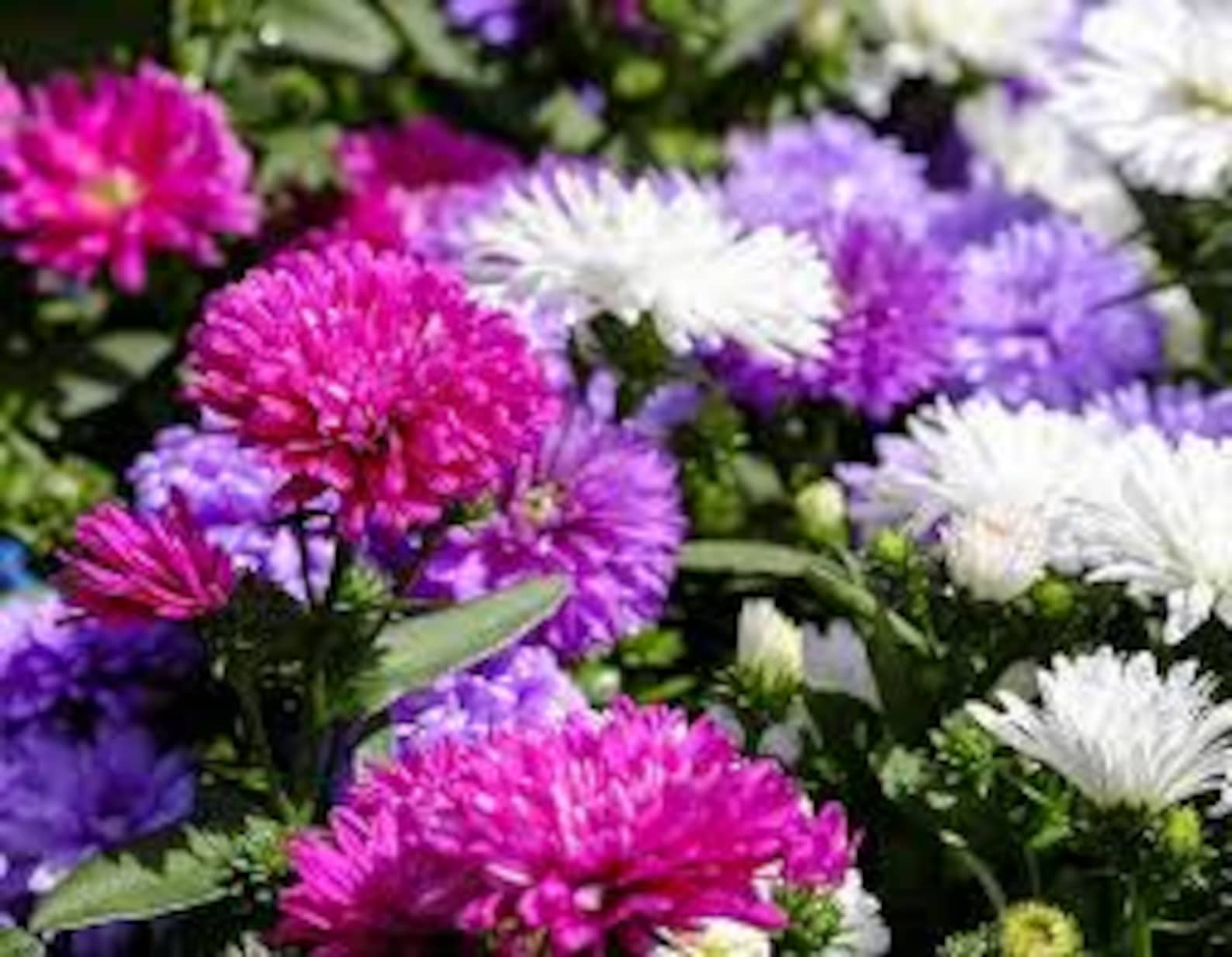 1000 Aster Powder Puff Mix Seeds. Ships Free - Etsy